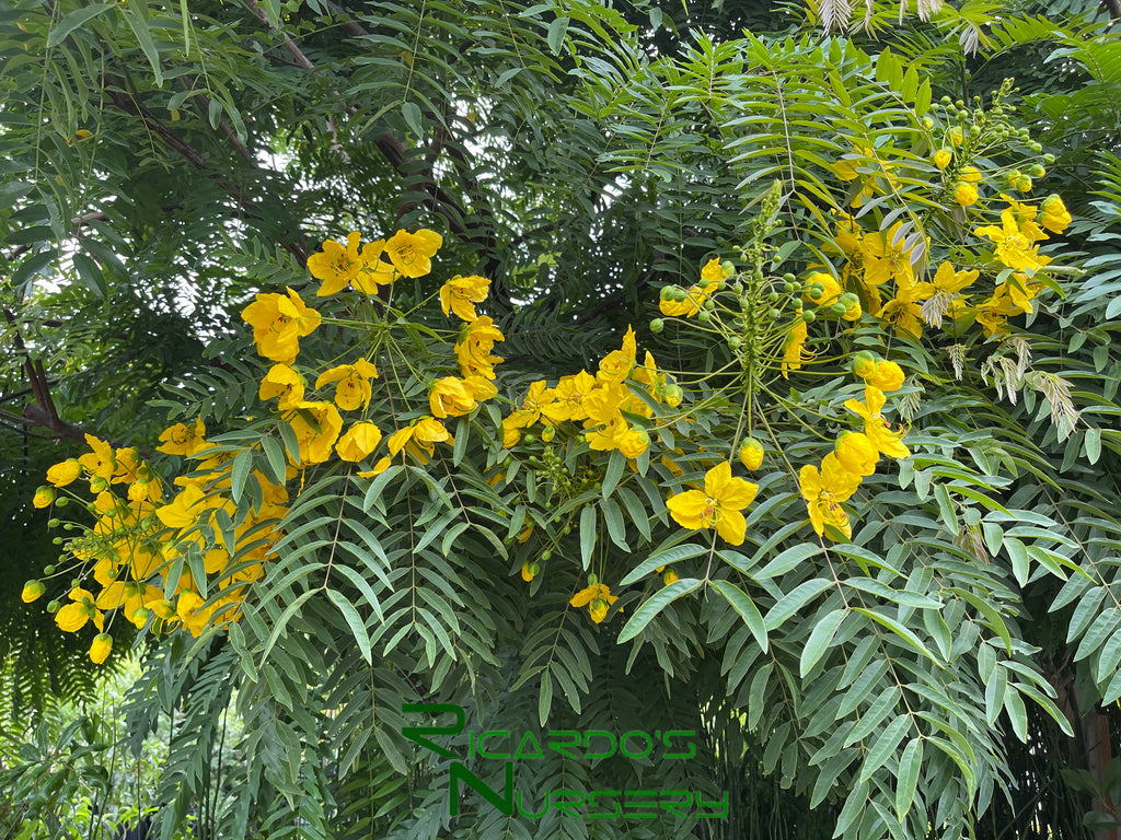 Cassia Leptophylla Gold Medallion Tree Ricardos Nursery