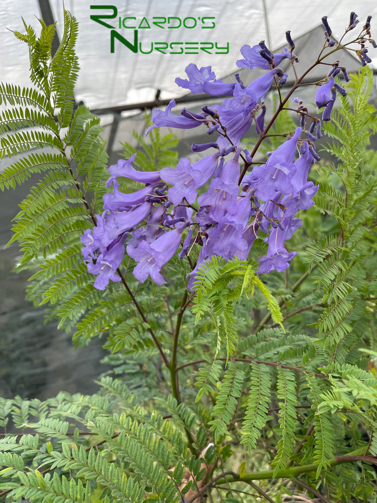 Jacaranda mimosifolia – Ricardo's Nursery