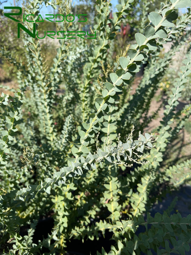 Acacia cultriformis (Knife-Leaf Acacia) – Ricardo's Nursery