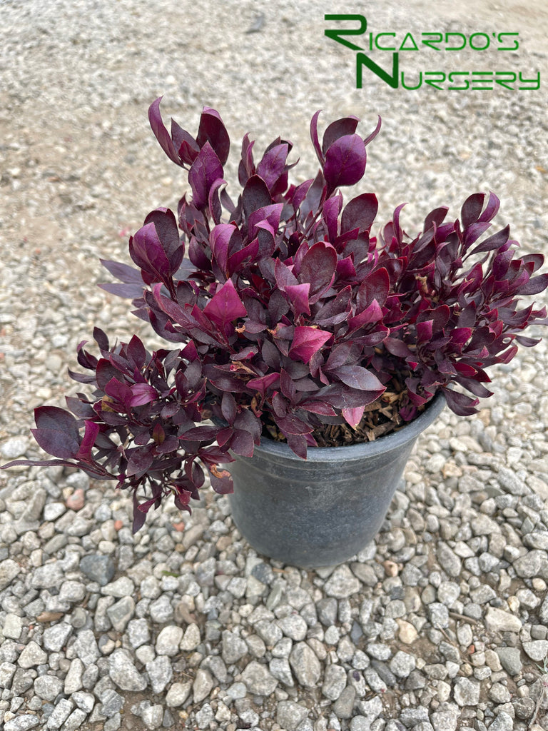 Alternanthera 'Little Ruby' – Ricardo's Nursery