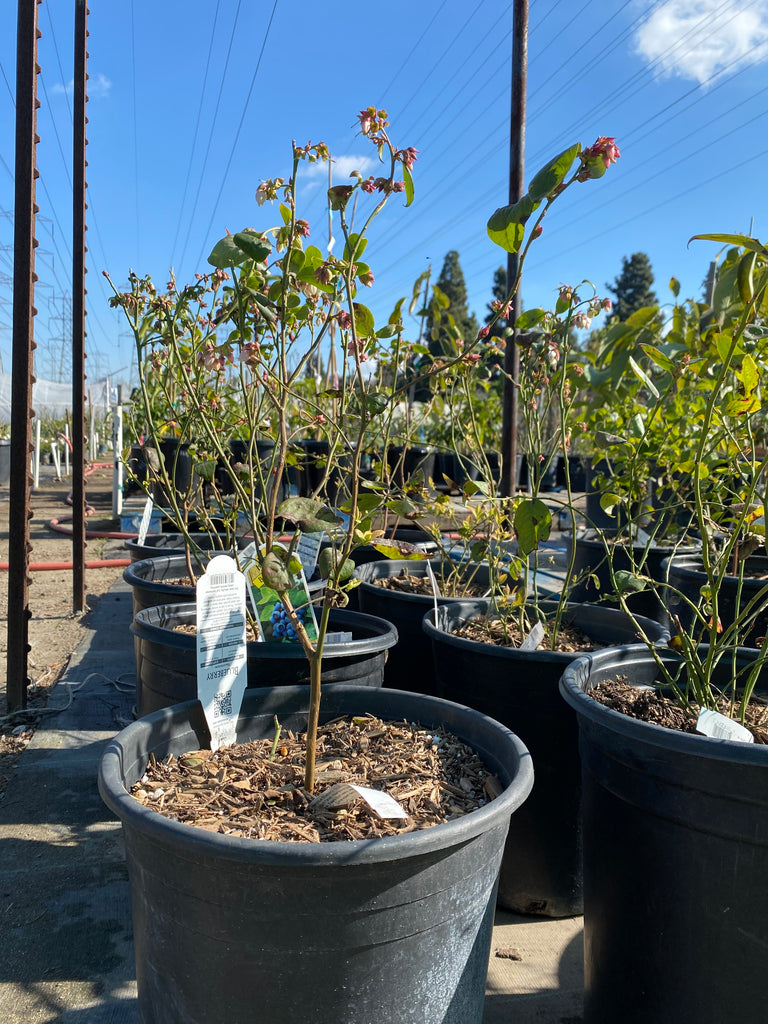 Blueberry Sharpblue Southern – Ricardo's Nursery