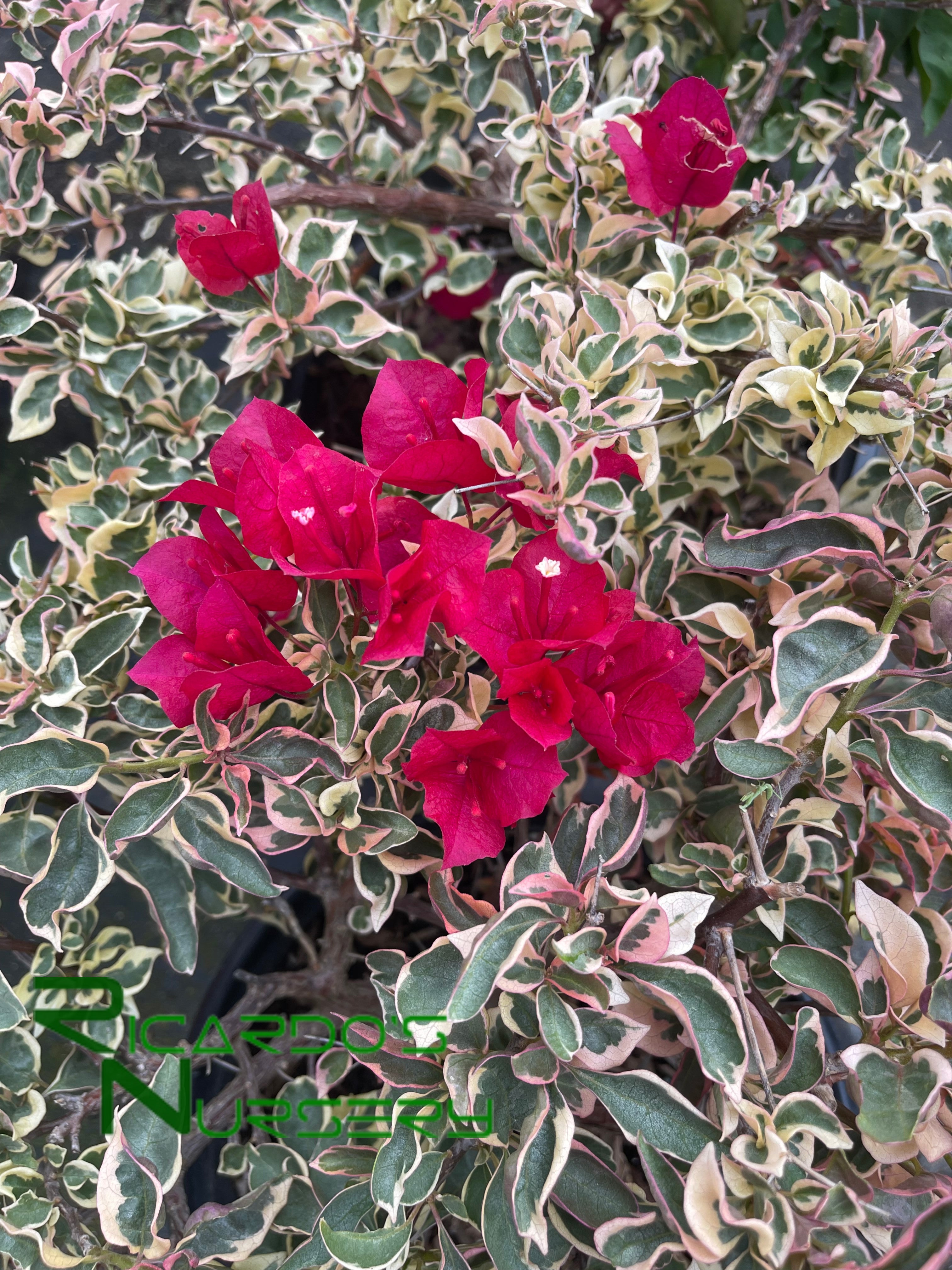 Raspberry Ice Bougainvillea PlantFiles Pictures: Bougainvillea