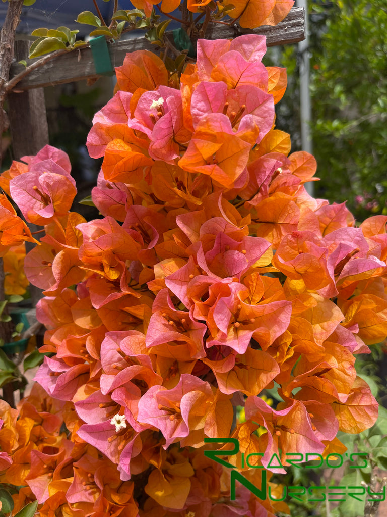 Sundown Orange Bougainvillea