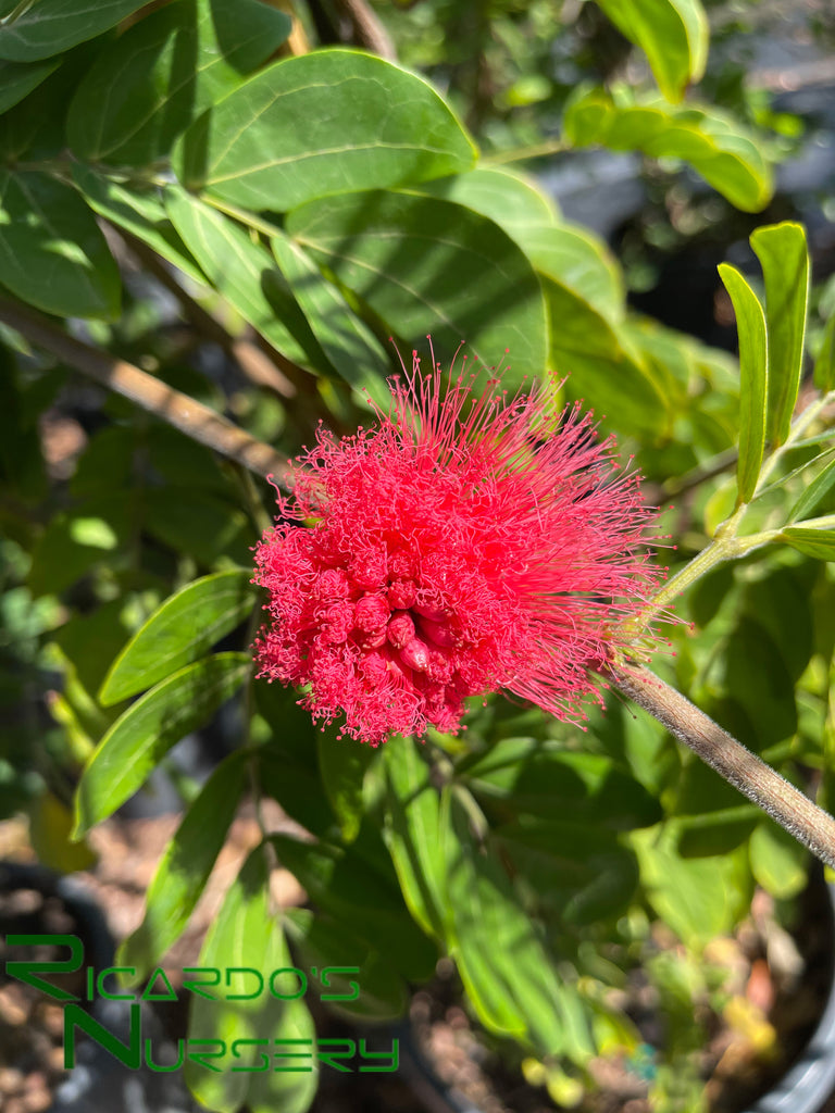 Calliandra haematocephala (Red Powder Puff) – Ricardo's Nursery