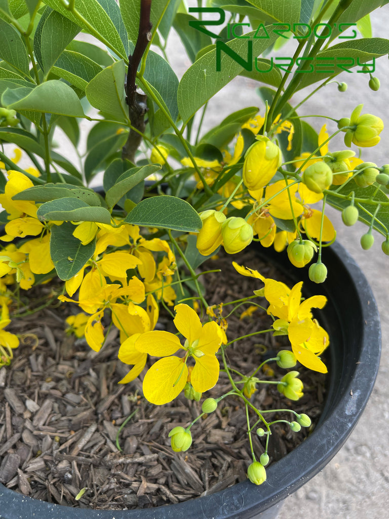 Cassia fistula (Golden Shower Tree) – Ricardo's Nursery