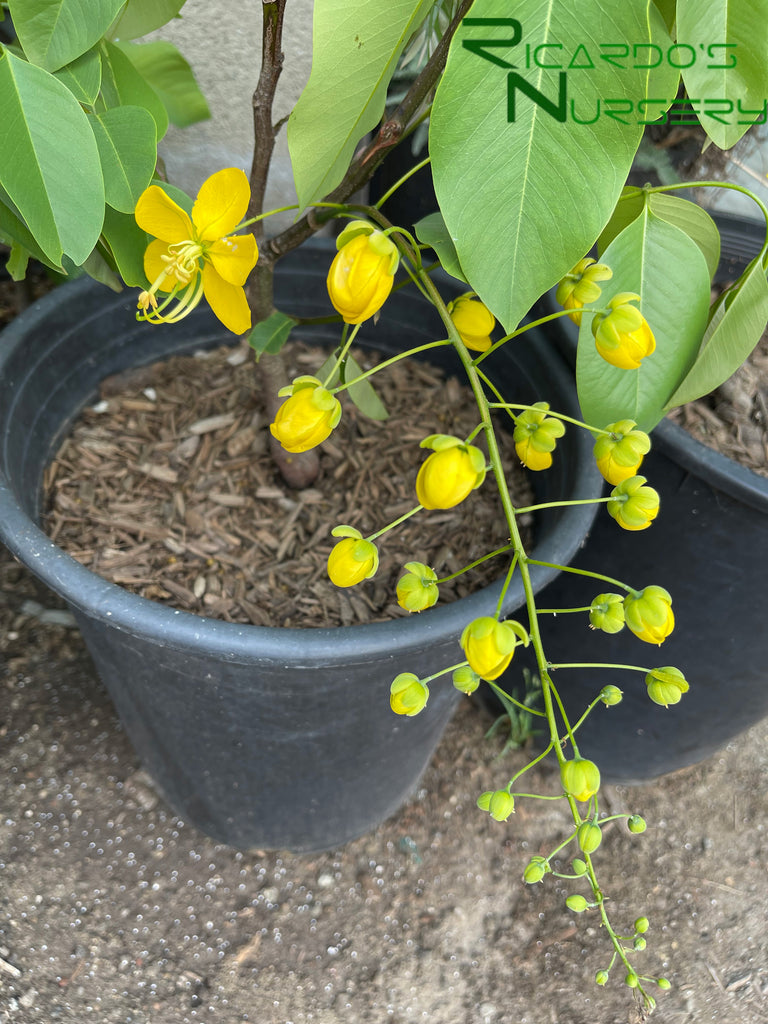 Cassia fistula (Golden Shower Tree) – Ricardo's Nursery