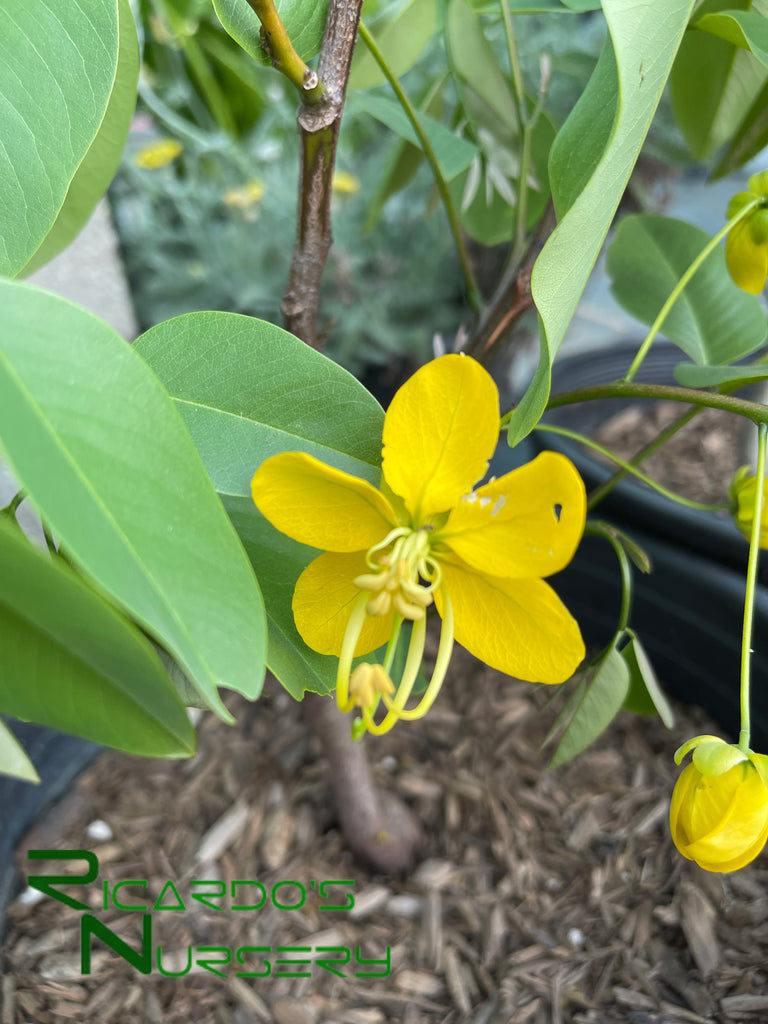 Cassia fistula (Golden Shower Tree) – Ricardo's Nursery