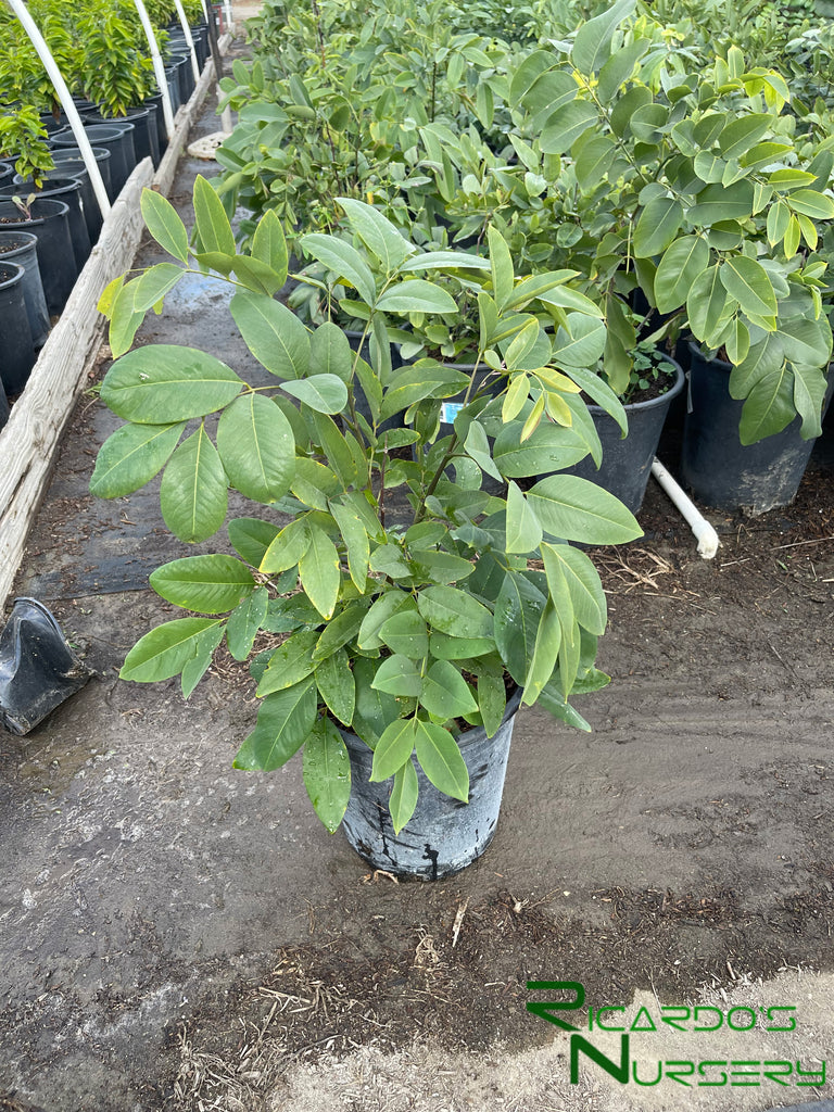 Cassia fistula (Golden Shower Tree) – Ricardo's Nursery