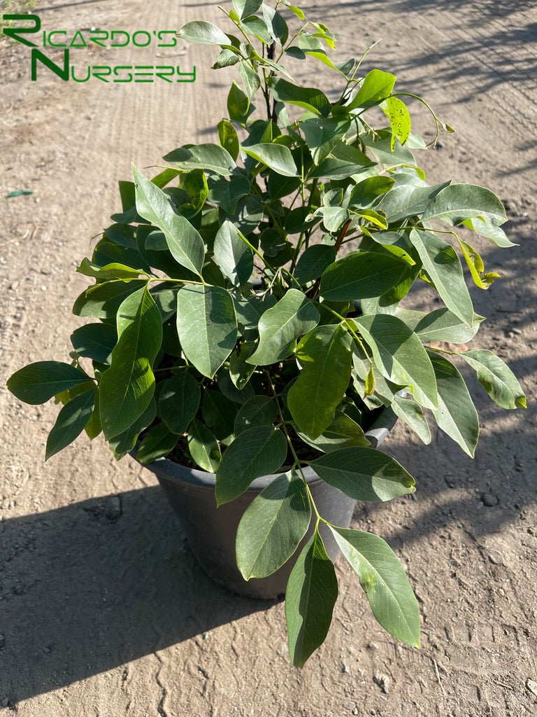 Cassia fistula (Golden Shower Tree) – Ricardo's Nursery