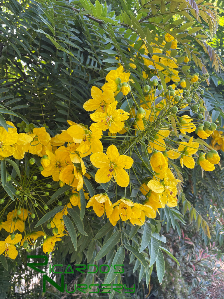 Cassia leptophylla (Gold Medallion Tree) – Ricardo's Nursery