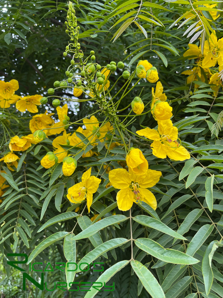 Cassia leptophylla (Gold Medallion Tree) – Ricardo's Nursery