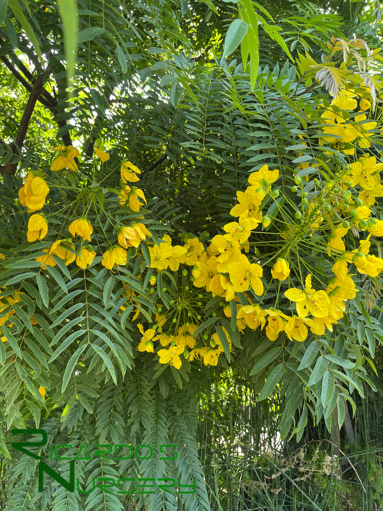 Cassia leptophylla (Gold Medallion Tree) – Ricardo's Nursery