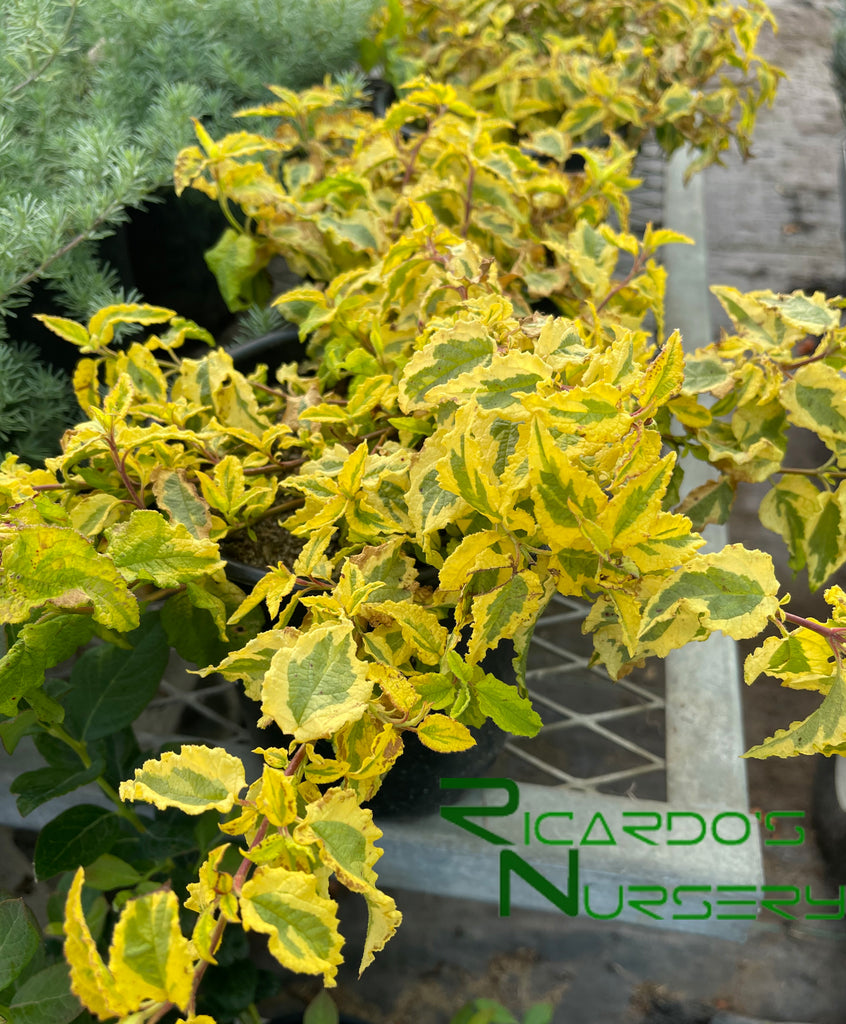 Cistus 'Mickie' (Variegated Rockrose) – Ricardo's Nursery