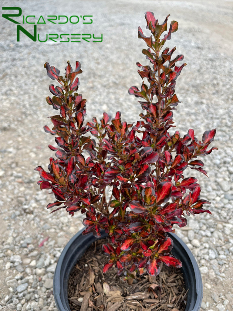 Coprosma 'Pacific Sunset' (Mirror Plant) – Ricardo's Nursery