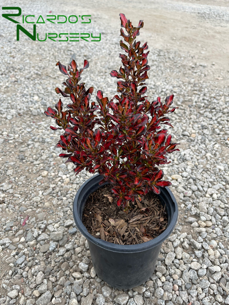 Coprosma 'Pacific Sunset' (Mirror Plant) – Ricardo's Nursery