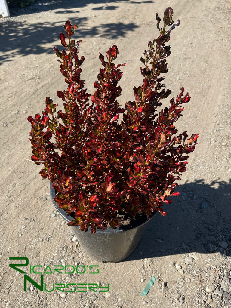 Coprosma 'Pacific Sunset' (Mirror Plant) – Ricardo's Nursery