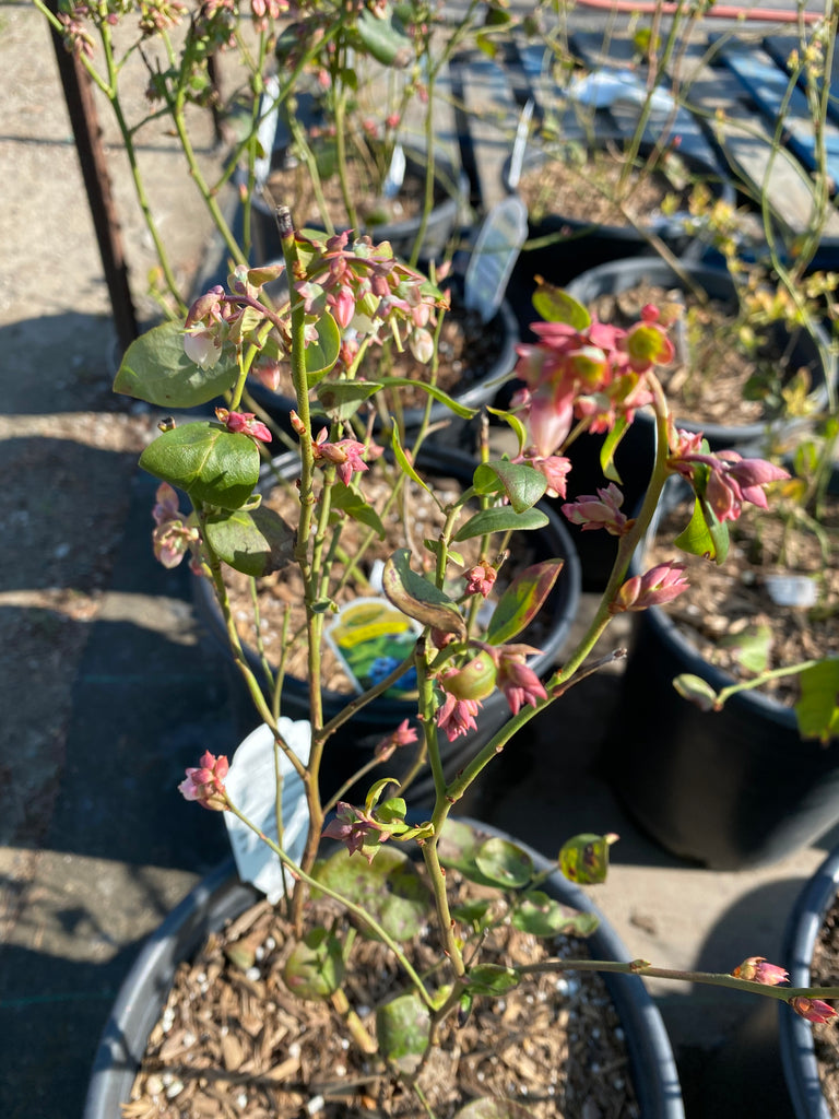 Blueberry Sharpblue Southern – Ricardo's Nursery