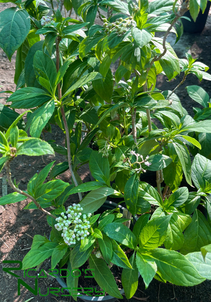 Dichroa febrifuga (Blue Evergreen Hydrangea) – Ricardo's Nursery