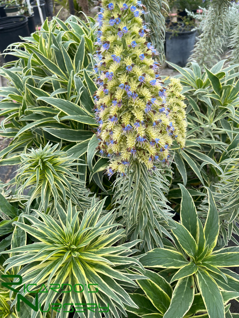 Echium candicans 'Star of Madeira' (Variegated Pride of Madeira ...