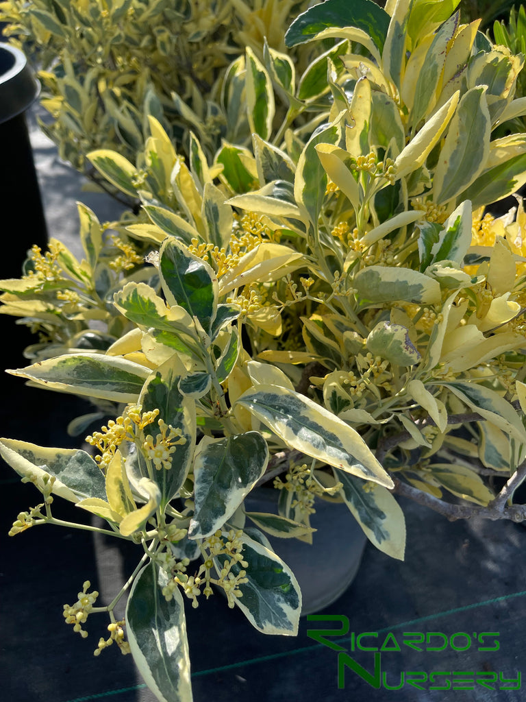 Euonymus japonicus 'Silver King' – Ricardo's Nursery
