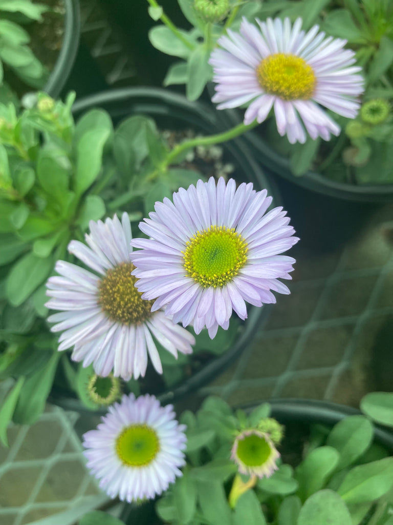 Erigeron glaucus (Seaside Daisy) – Ricardo's Nursery