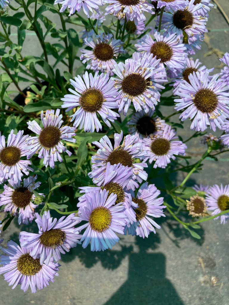 Erigeron glaucus 'WR' (WR Seaside Daisy) – Ricardo's Nursery