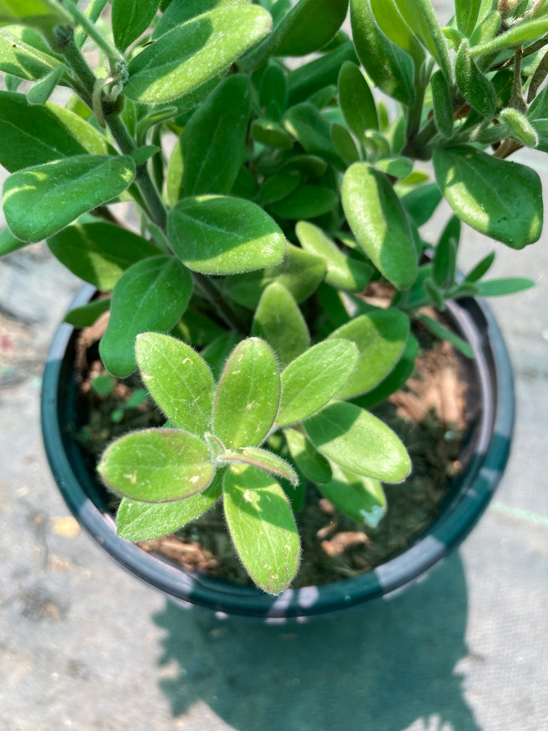 Gambelia speciosa 'Firecracker' (Firecracker Island Snapdragon ...