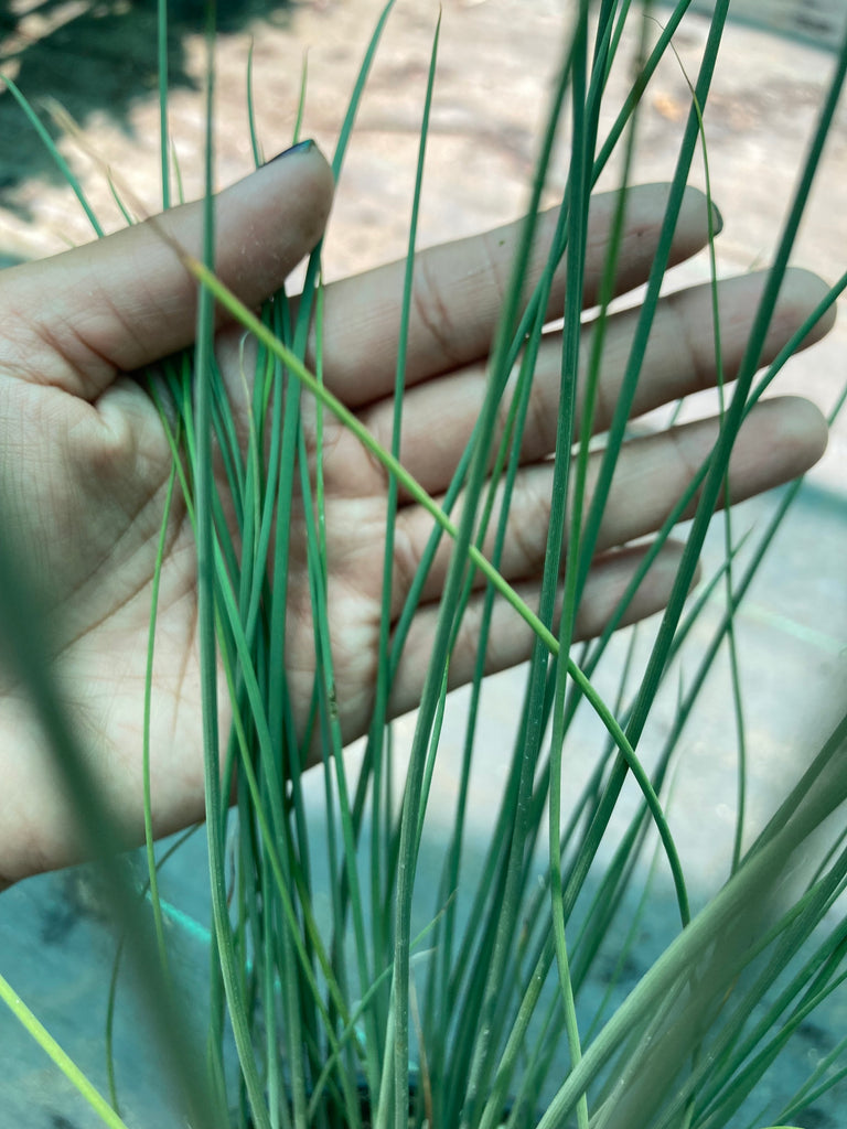 Juncus 'Blue Arrows' (Blue Arrows Rush) – Ricardo's Nursery