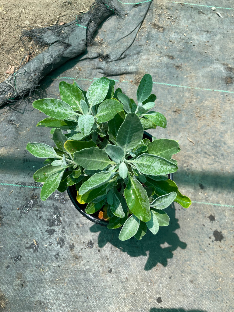 Eriogonum giganteum (St. Catherine's Lace Buckwheat) – Ricardo's Nursery