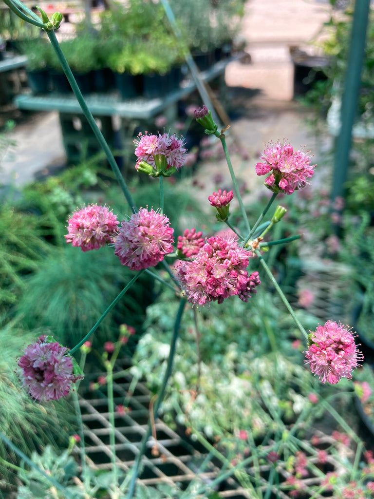 Eriogonum grande var. rubescens (Red Buckwheat) – Ricardo's Nursery