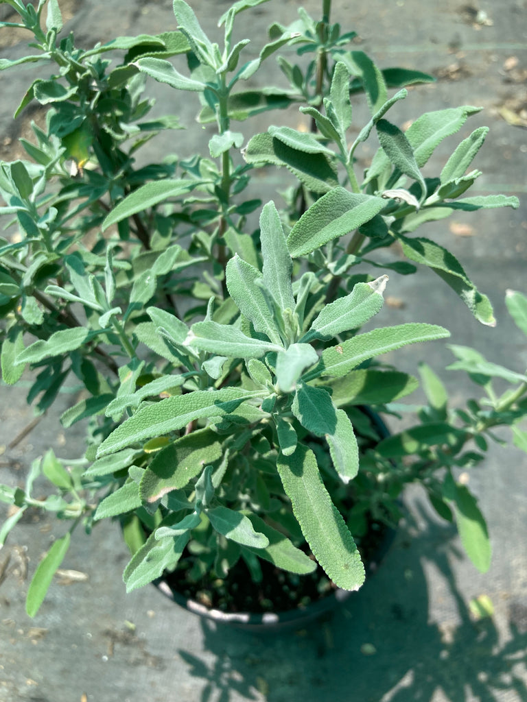 Salvia 'Pozo Blue' (Pozo Blue Sage) – Ricardo's Nursery