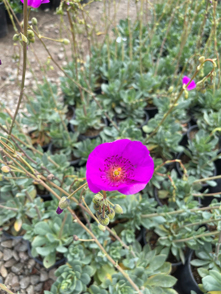 Calandrinia spectabilis (Rock Purslane) – Ricardo's Nursery