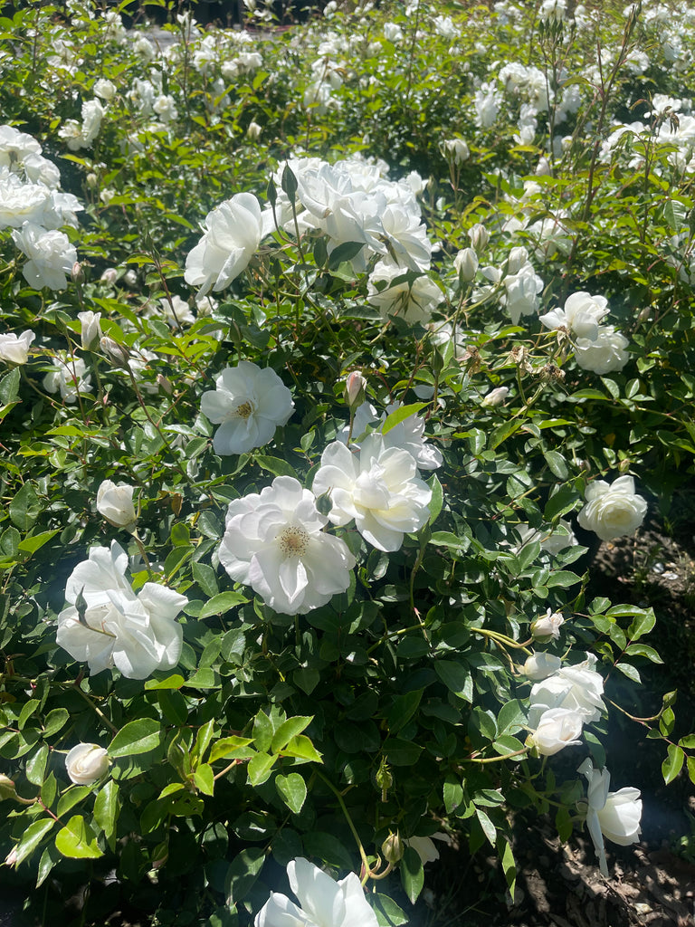 Rosa 'Iceberg' (White Iceberg Rose) – Ricardo's Nursery