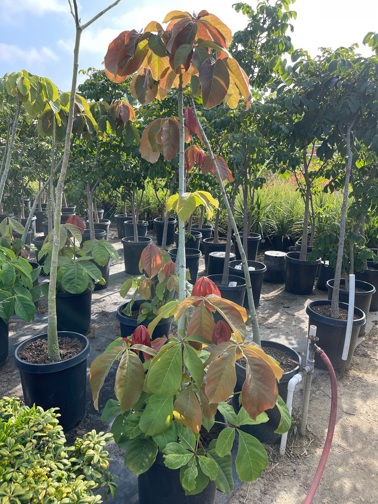Pseudobombax ellipticum Pink (Pink Shaving Brush Tree) – Ricardo's Nursery