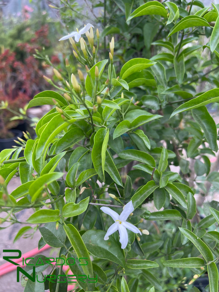 Jasminum angulare (South African Jasmine) – Ricardo's Nursery