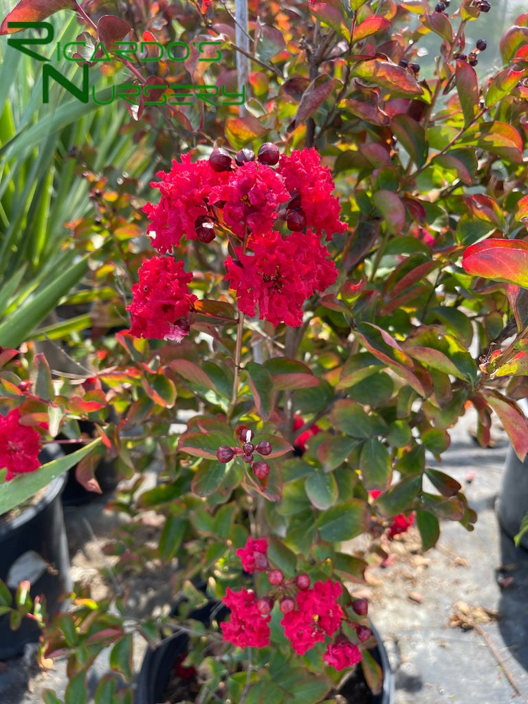 Lagerstroemia 'Dynamite Red' (Dynamite Red Crape Myrtle) – Ricardo's ...