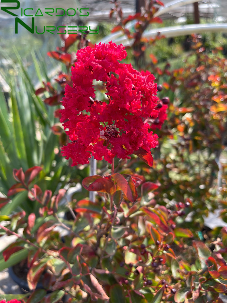 Lagerstroemia 'Dynamite Red' (Dynamite Red Crape Myrtle) – Ricardo's ...