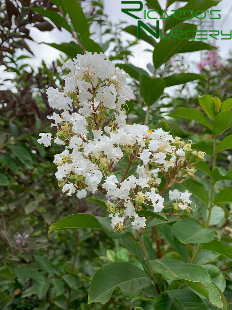 Lagerstroemia 'Natchez' (White Crape Myrtle) – Ricardo's Nursery