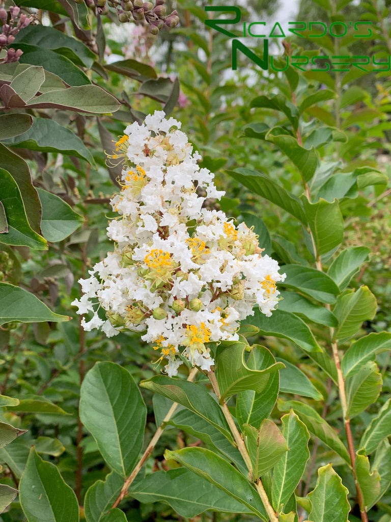 Lagerstroemia 'Natchez' (White Crape Myrtle) – Ricardo's Nursery