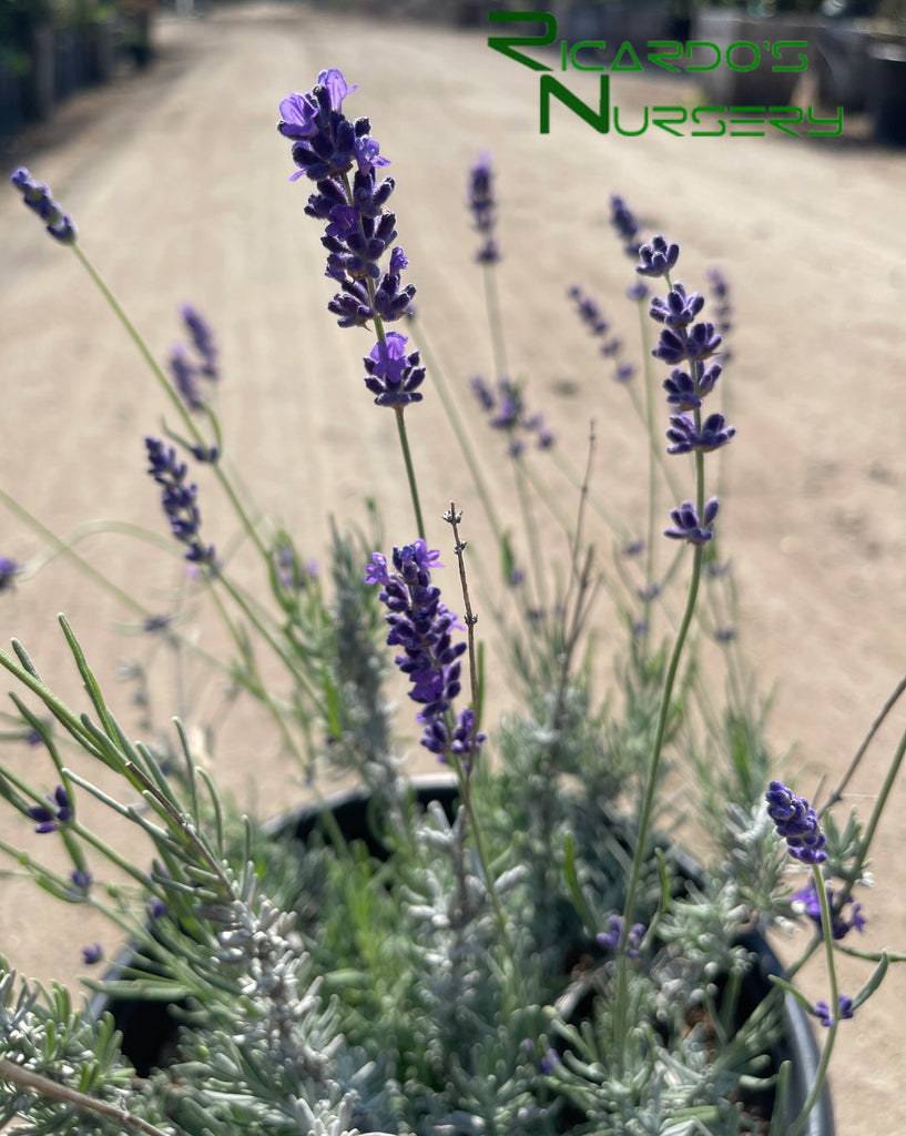 Lavandula angustifolia 'Hidcote Blue' (English Lavender) – Ricardo's ...
