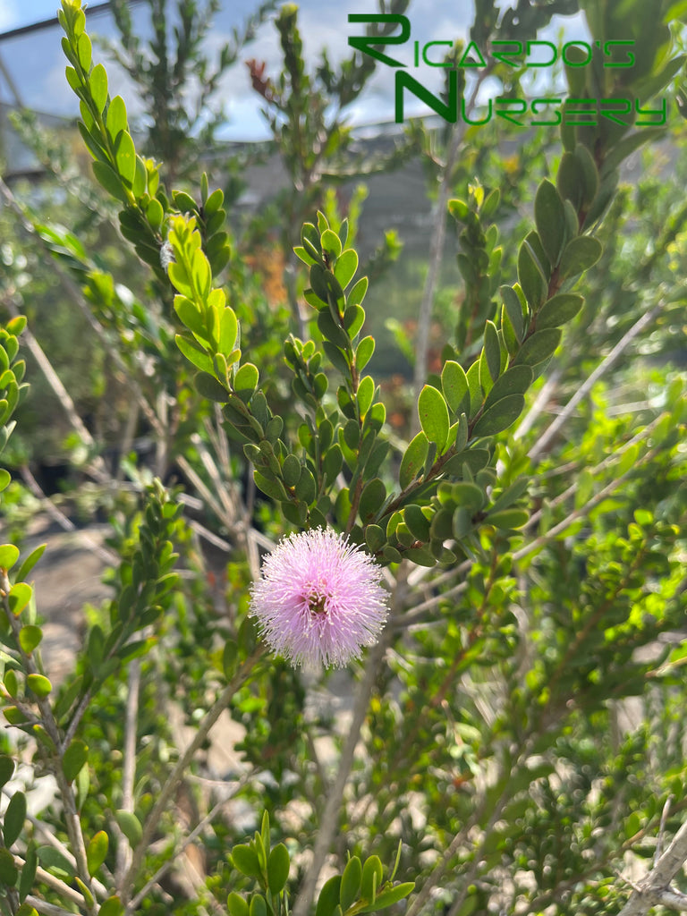 Melaleuca nesophila (Pink Melaleuca) – Ricardo's Nursery