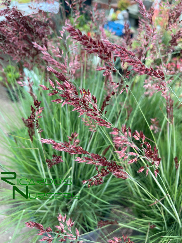 Melinis nerviglumis (Ruby Grass) – Ricardo's Nursery