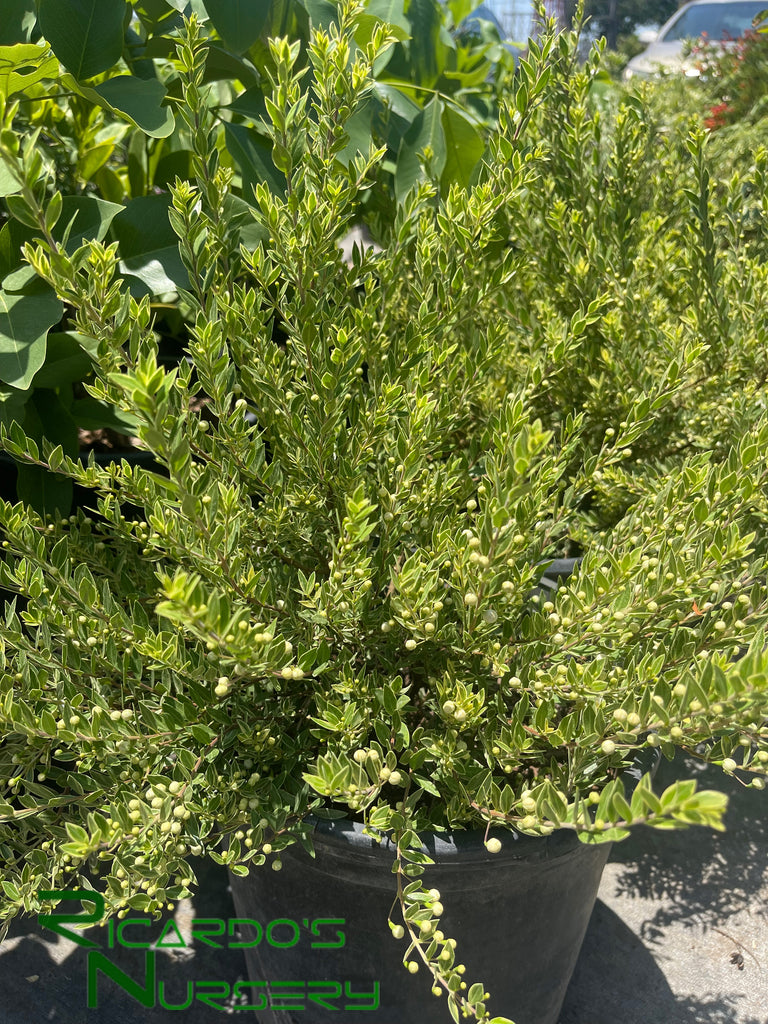 Myrtus communis 'Variegata' (Variegated Myrtle) – Ricardo's Nursery