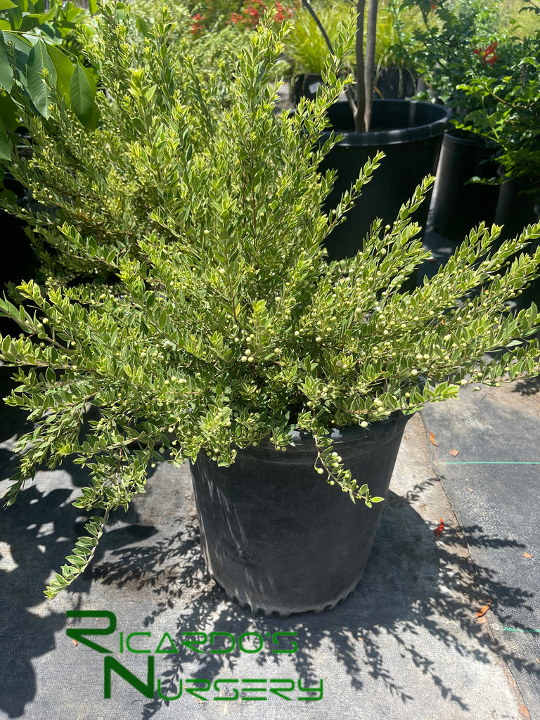 Myrtus communis 'Variegata' (Variegated Myrtle) – Ricardo's Nursery