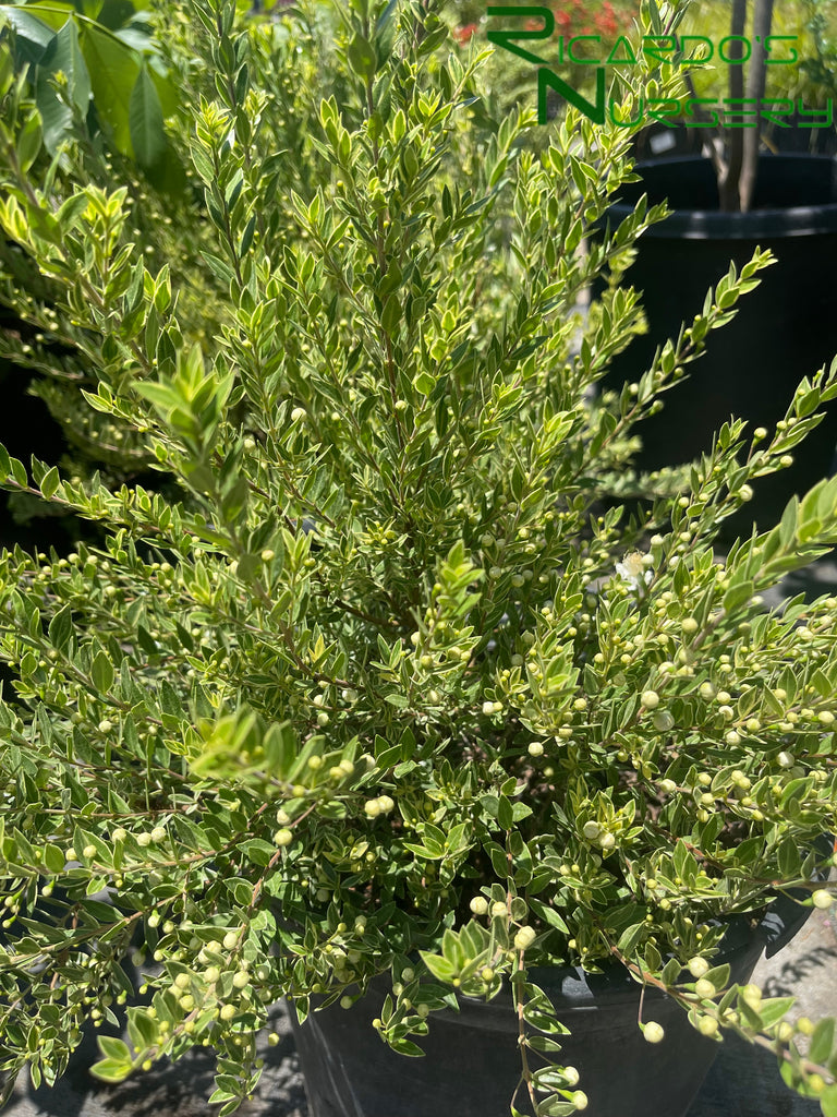 Myrtus communis 'Variegata' (Variegated Myrtle) – Ricardo's Nursery