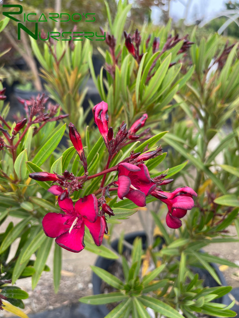 Nerium oleander 'Little Red' (Dwarf Red Oleander) – Ricardo's Nursery