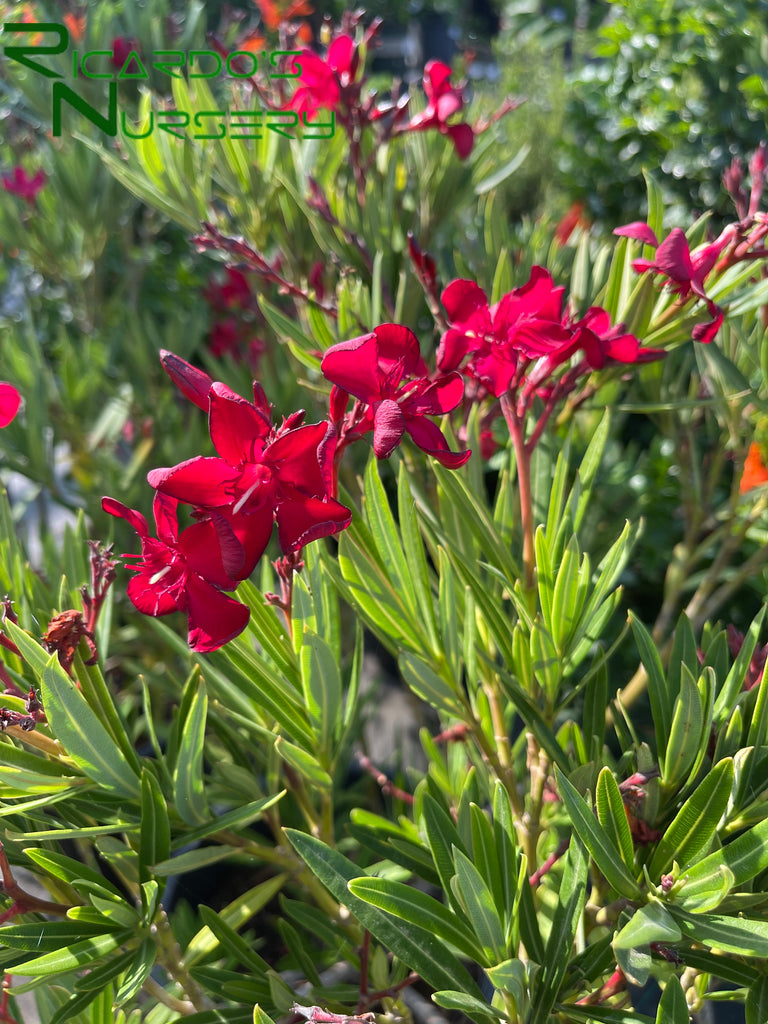 Nerium oleander 'Little Red' (Dwarf Red Oleander) – Ricardo's Nursery