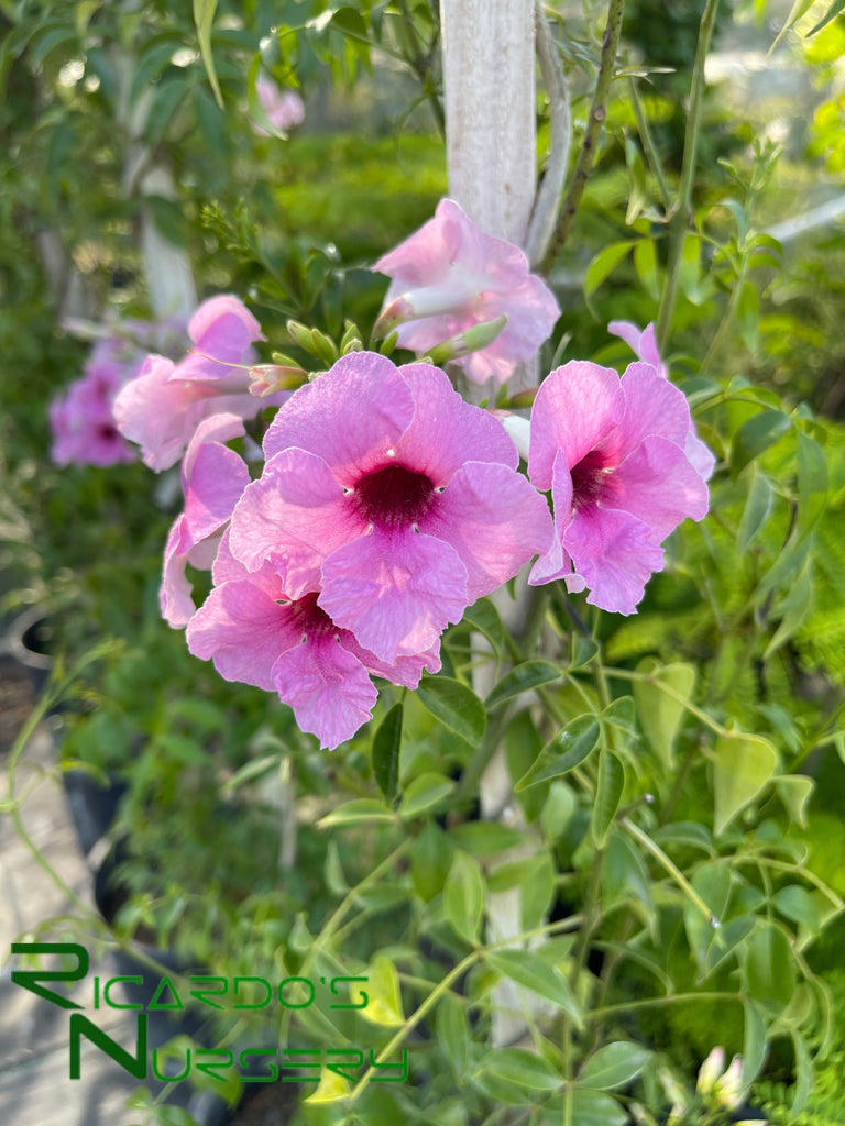 Pandorea jasminoides 'Southern Belle' (Pink Bower Vine) – Ricardo's Nursery