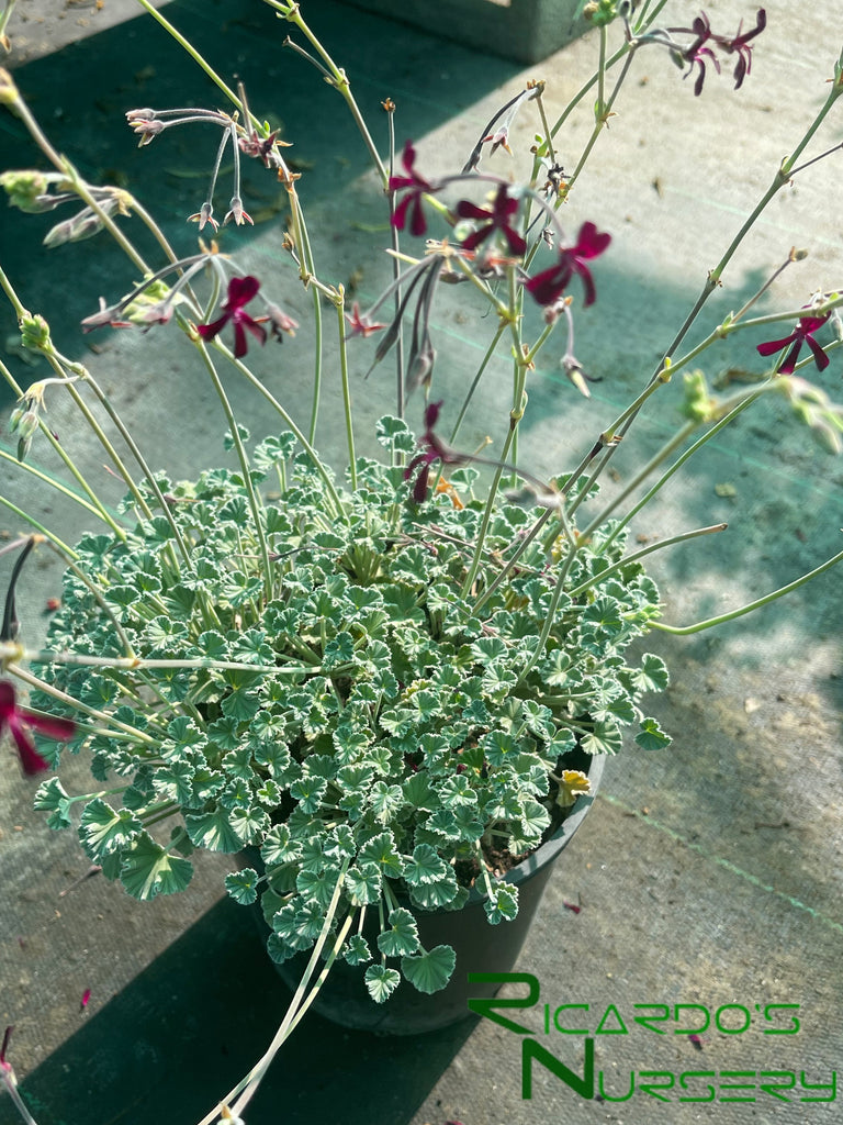 Pelargonium sidoides (Wild Geranium) – Ricardo's Nursery