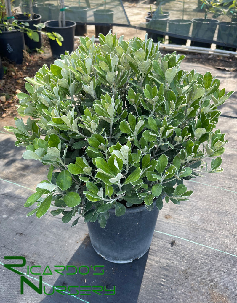 Pittosporum crassifolium 'Compactum' (Dwarf Karo) – Ricardo's Nursery
